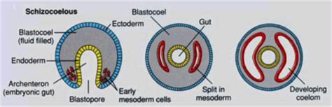 Organisms 2 Midterm 2 Flashcards Quizlet