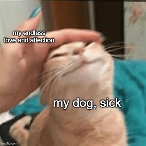 Pet The Cat Imgflip
