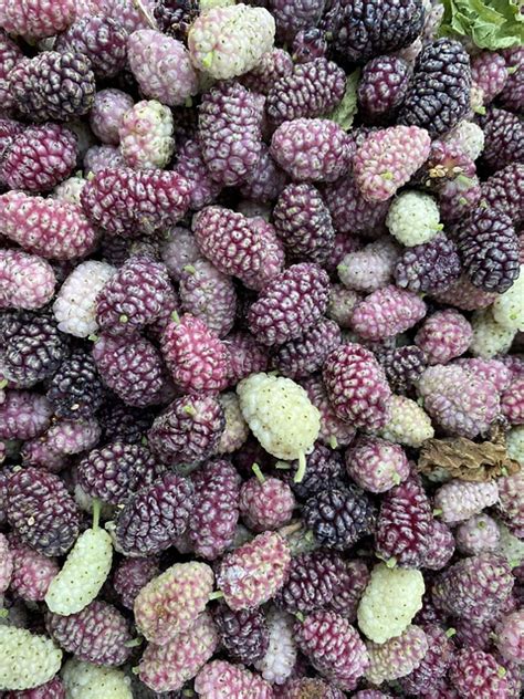 丰桥技术科学大学 啧啧啧 死了 Karışık Tut Pixabay上的免费照片 Pixabay