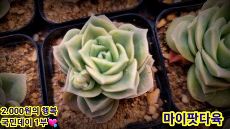 2000원의 행복 마이팟다육 국민데이 1부 영상입니다💘🌈 음성다육 충북다육 국민다육 Youtube
