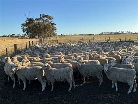 Lot 872 405 Mixed Sex Lambs Auctionsplus