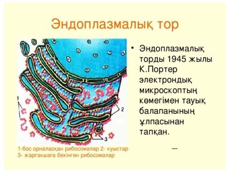 Жасуша құрылысы және құрамы презентация онлайн