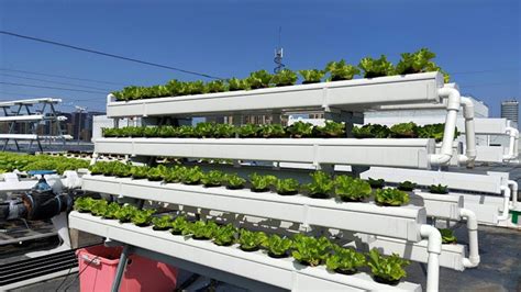 How To Set Up Your Own Outdoor Hydroponic Garden A Beginners Guide