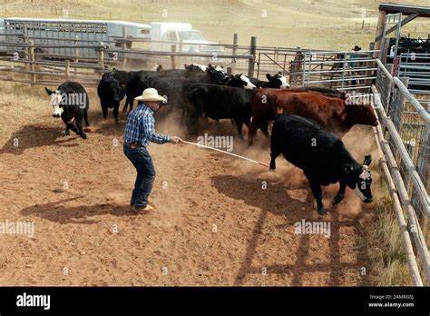 Wy04111 00wyoming Sorting Cattle During A Cattle Round Up On The