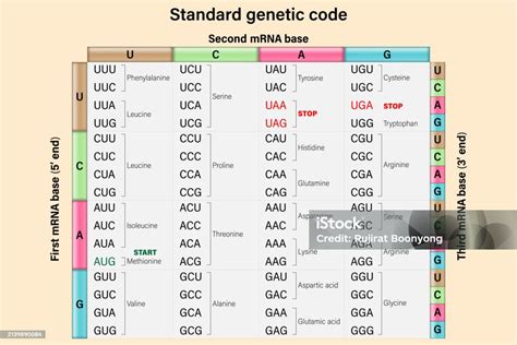 Genetic Code The Three Bases Of An Mrna Codon Amino Acid Sequence Stock Illustration Download