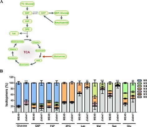 flux of exogenous 13 c 6 glucose determined by metabolic flux the