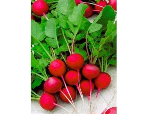 Семена за репички „Лада” Средно ранен сорт Устойчиви на стрелкуване