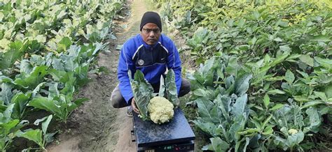 Hybrid White Krishna Ks 101 Packaging Size 10 Gm 50 Gm At ₹ 450pack