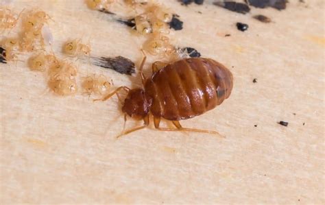 Bed Bug First Stage Larvae