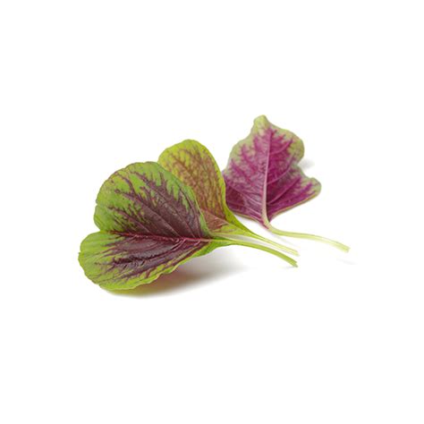 Amaranthus Leaf Extract Function Of Beauty