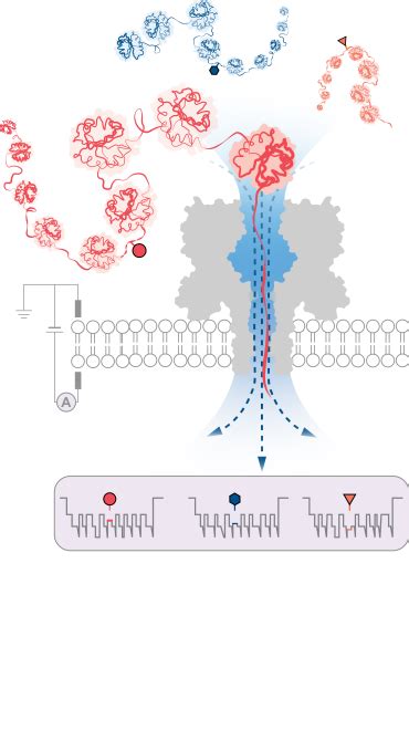 Nanopore Technology Achieves Breakthrough In Protein Variant Detection