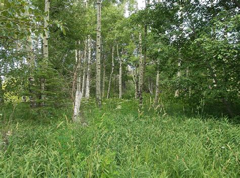 Aspen Forest Photograph By Matthew Lammers Fine Art America
