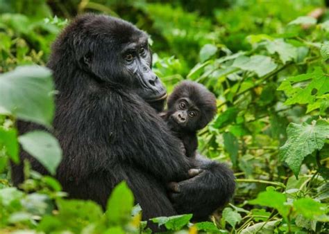 Ugandas 10 National Parks And 4 Wildlife Game Reserves Travelers Guide