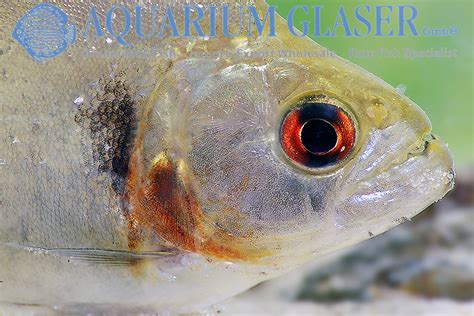 Serrasalmus Rhombeus „tocantins“ Aquarium Glaser Gmbh