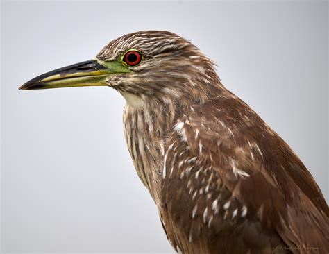 Juvenile Night Heron Black Crowned Night Heron Bird Facts