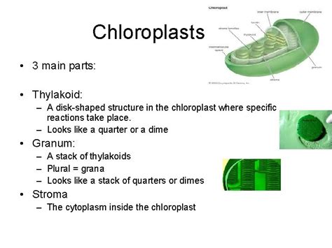 Photosynthesis And Cell Respiration A Beginners Guide Why