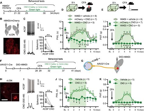 Green Light Analgesia In Mice Is Mediated By Visual Activation Of Enkephalinergic Neurons In The