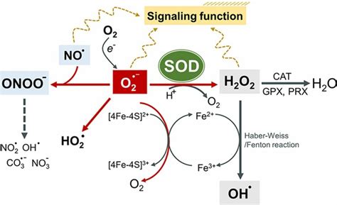 Superoxide Dismutase Reaction