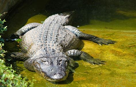 9000 Free American Alligators And Alligator Images Pixabay
