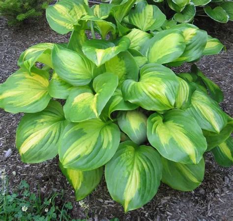 68 Types Of Hostas Hosta Varieties With Pictures