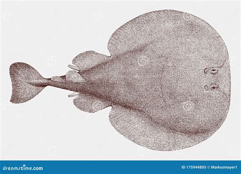 Fish Torpedo Joke Parody Cartoon 69378569