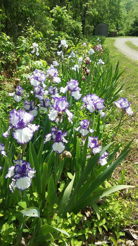 Purple And White Bearded Iris Patch