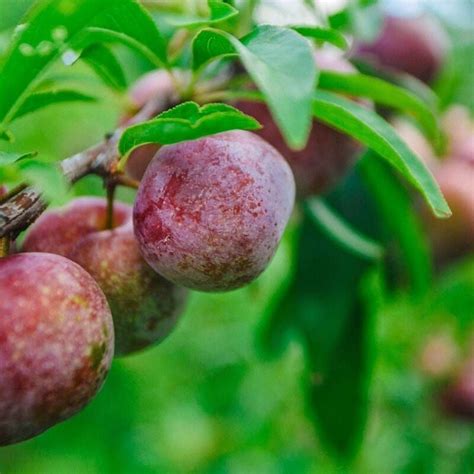 Pluot Purple Candy®pot De 15l