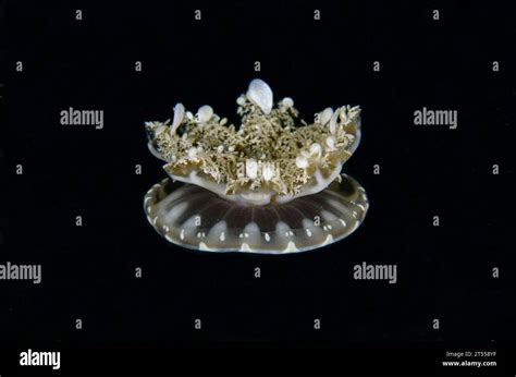 Upside Down Jellyfish Cassiopeia Andromeda Kobe Reef Dive Site Weda