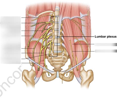 Diagram Of Lumbar Plexus Quizlet