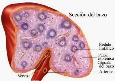 Inmunologia Organos Y Tejidos Linfoides Wander Diaz