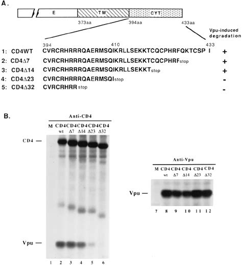 effects of c terminal deletions of the cytoplasmic tail of cd4 on vpu