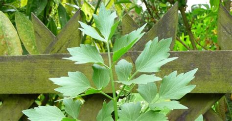 Девесил Билка Същност ползи действие ефект и прием БилкопедиЯ