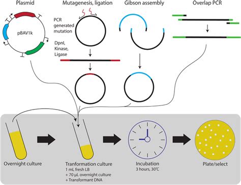 Simple Cloning Process