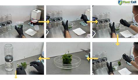 The Biocoupler™ Heres How To Use It In Your Tissue Culture Applicat