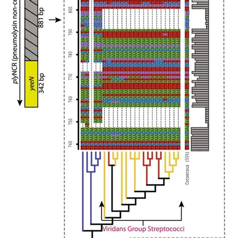 Maximum Likelihood Phylogeny Of The Plyncr Marker Among Strains Of The Download Scientific