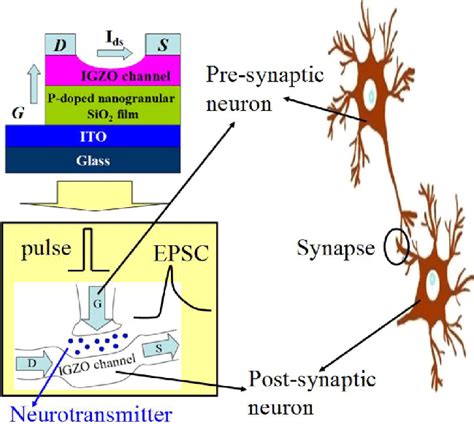 Illustrations Of The Similarities Between The Biological Synapse And
