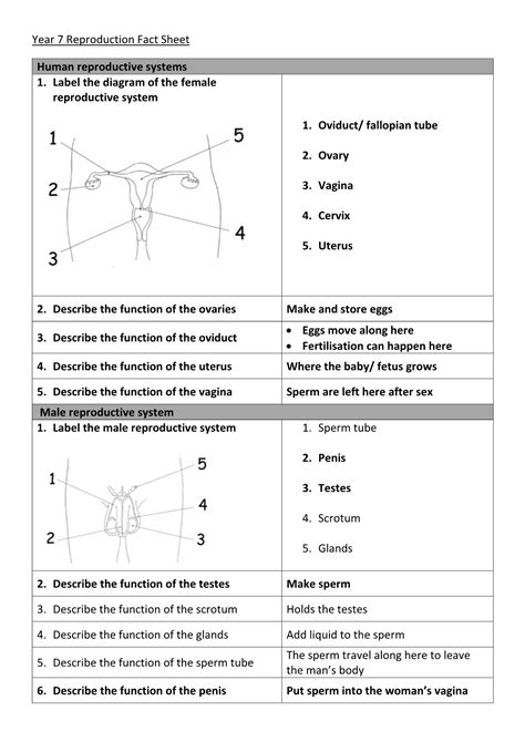 Year Reproduction Fact Sheet Human Reproductive Systems Label The Diagram Of The Female