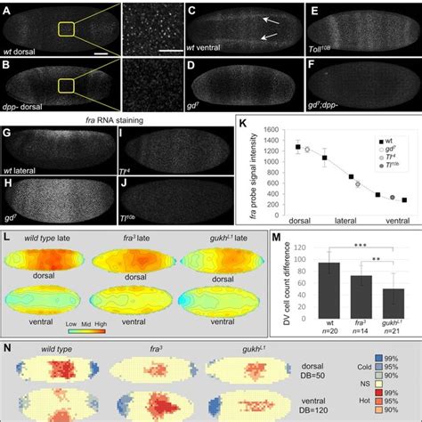 Dpp Pulls Cells Over Long Distances Cell Density Heatmaps Of