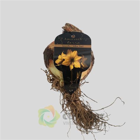 Amarílio Yellow Star