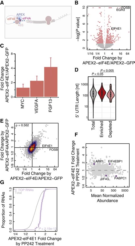 Proximity Rna Labeling By Apex Seq Reveals The Organization Of