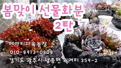 봄맞이 선물화분 2탄 Youtube