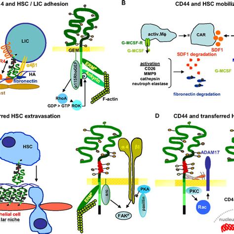 Cd44 Mediated Adhesion Mobilization Migration And Homing In Hsc Lic