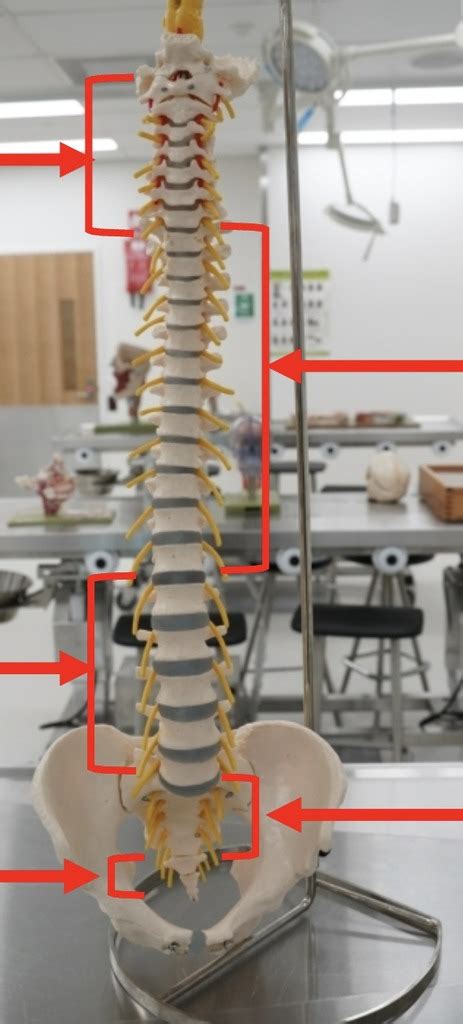 Diagram Of Ap Skeletal 14 Quizlet