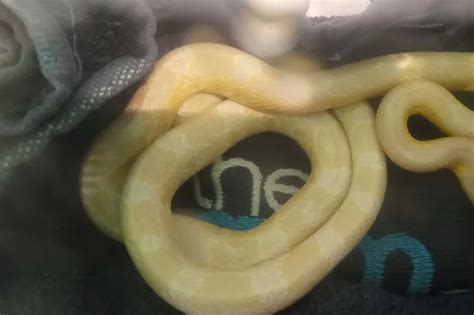 Naked Brit Wakes Up To Terrifying Snake Cuddling Up To Him Beneath His Bed Sheets Daily Star