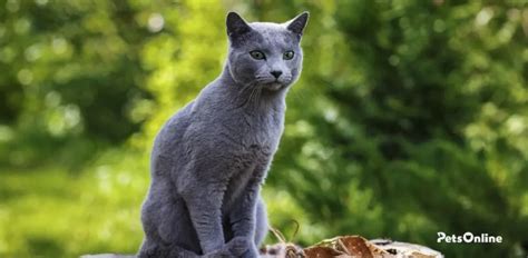 Cat Breed Guides