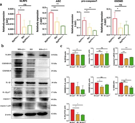 Expression Of Pyroptosis Related Molecules In Vivo A Gene Expression Download Scientific