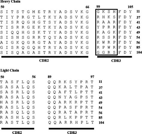 Sequence Of The Heavy And Light Chain Of Scfv Clones Upper Heavy