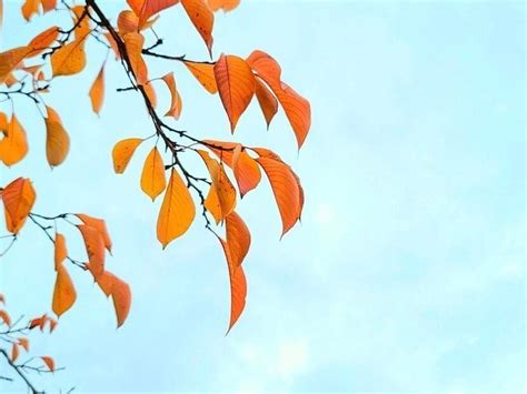 흐린 가을 하늘에 뉴스트림