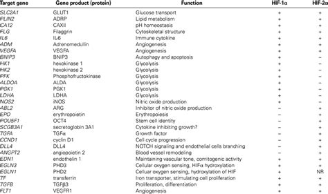 Major Target Genes Regulated By Hif 1α And Hif 2α Download Table