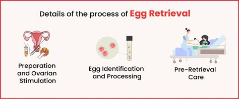 Egg Retrieval Procedure Step By Step Imprimis Ivf Centre